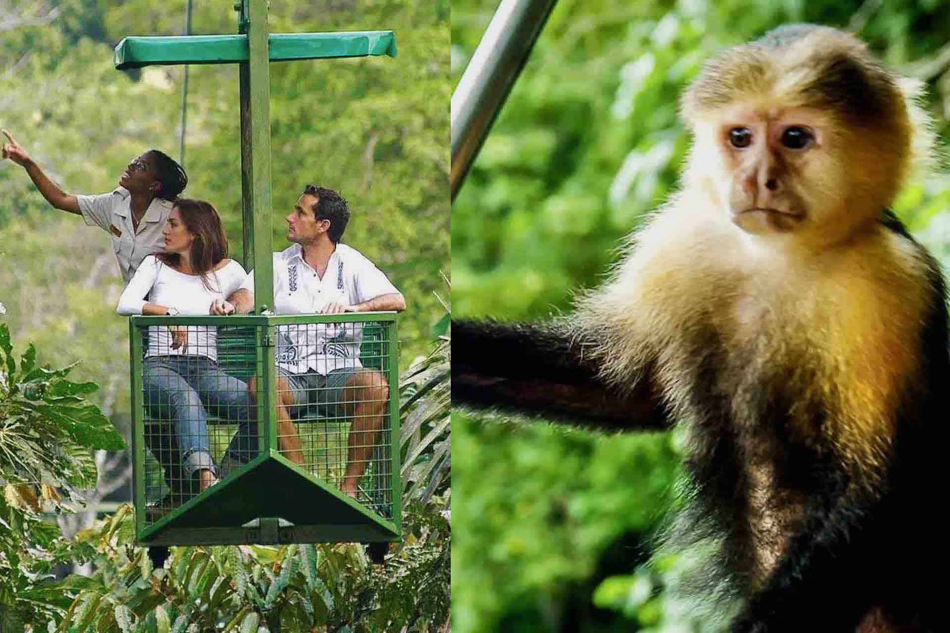 Isla de los Monos y Teleférico Gamboa Resort | Viajes Tao 365