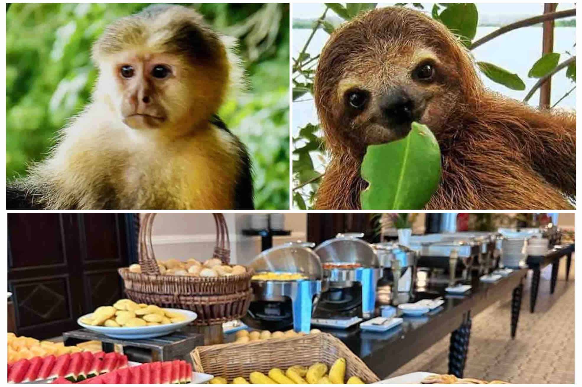 Gamboa Rainforest Resort Monkey, Sloth, Lunch|Tao Travel 365